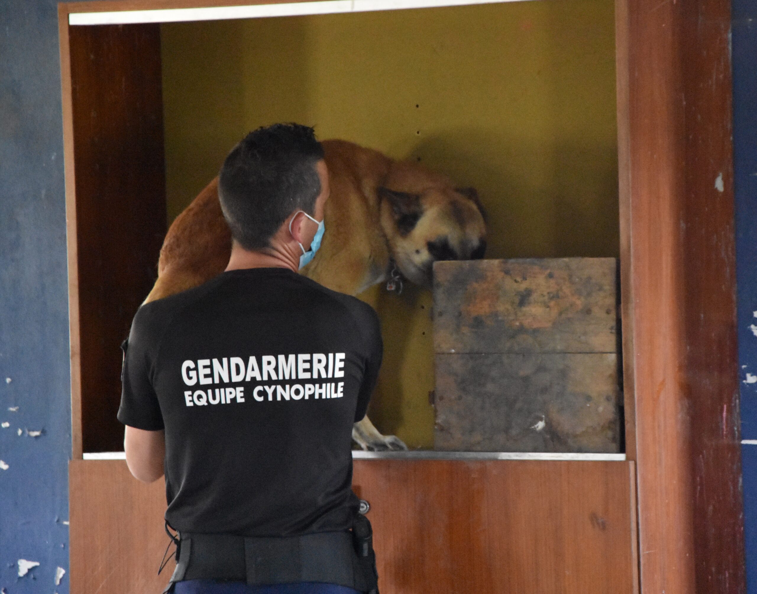 LA BRIGADE CYNOPHILE SE DONNE UN MAL DE CHIEN - Rennes Infos Autrement